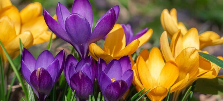 Long Flowering Perennials UK: Stunning Plants for Year-Round Colour ...