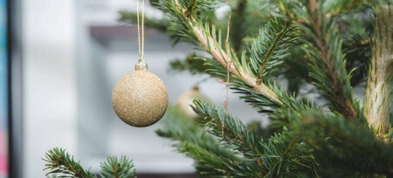 How to Correctly Grow Nordmann Fir Trees - Guide by Fantastic