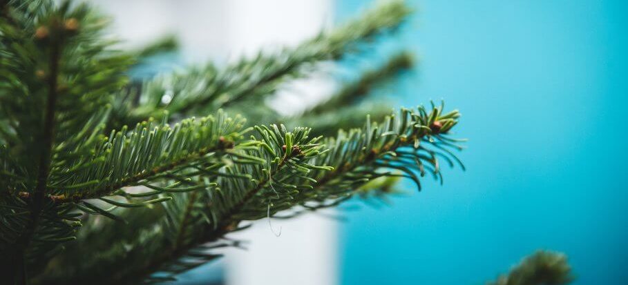 How to Correctly Grow Nordmann Fir Trees - Guide by Fantastic