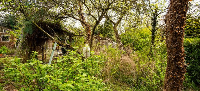 Transform Your Overgrown Garden into a Beautiful Oasis