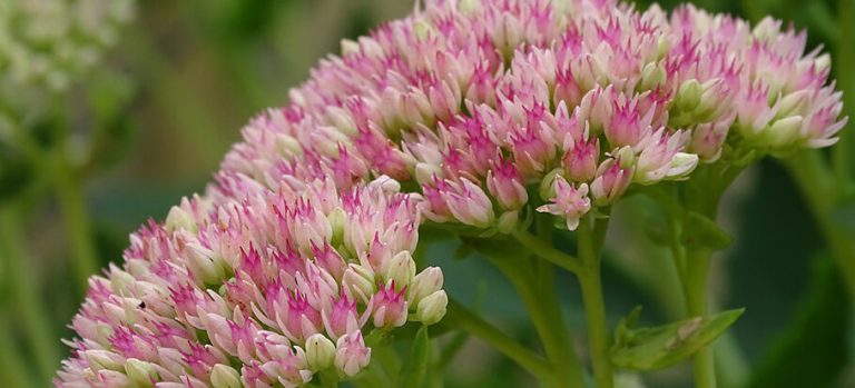 Long Flowering Perennials UK: Stunning Plants for Year-Round Colour ...