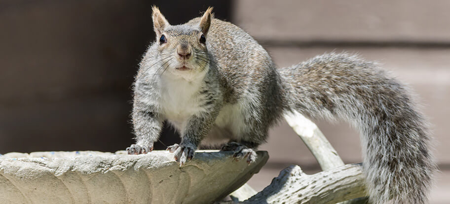 7 Steps to Get Rid of Squirrels in Your Home | Fantastic Services