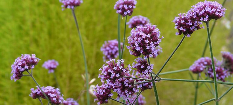 Long Flowering Perennials UK: Stunning Plants for Year-Round Colour ...