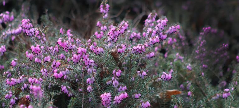 Long Flowering Perennials UK: Stunning Plants for Year-Round Colour ...