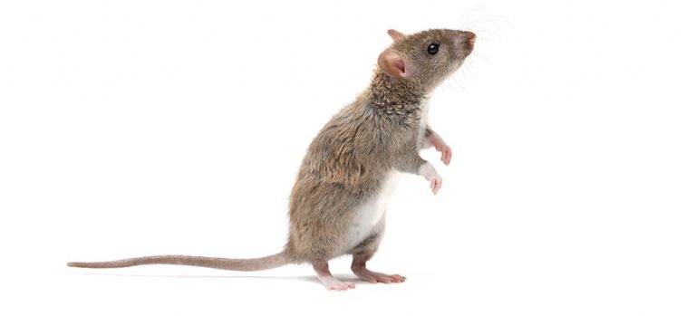 Do Rats and Mice Live Together - Fantastic Services Blog UK