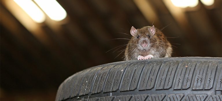 How to Get Rid of Mice and Rats in Your Car | Fantastic Services