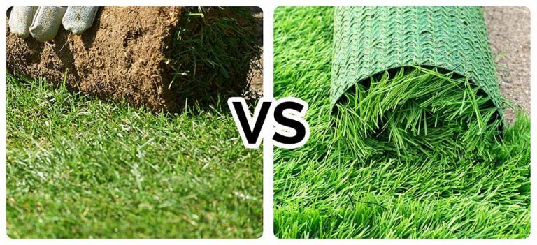 Can You Lay Turf on Top of Old Grass? - Explained by Fantastic