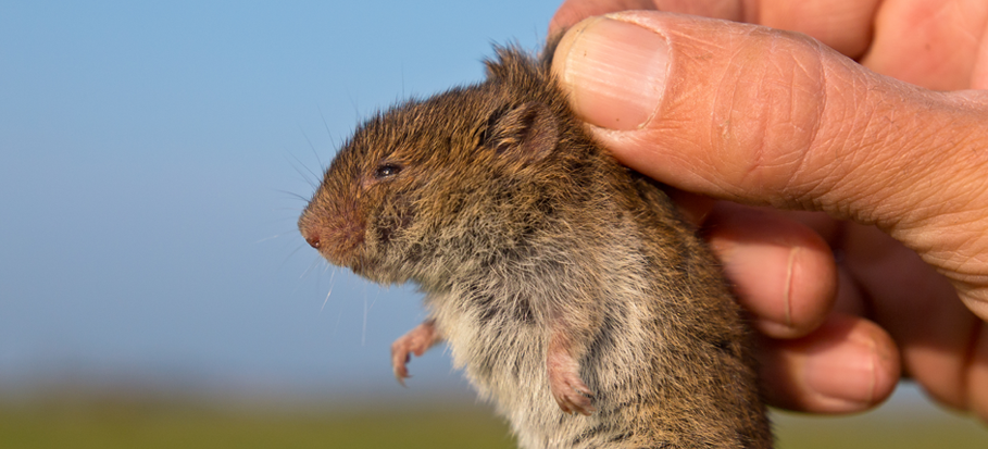 What Is Digging Holes in My Garden | Fantastic Services