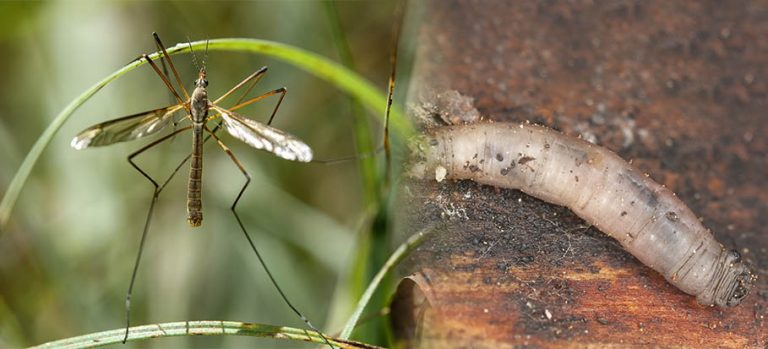 How Leather Jackets Cause Lawn Damage: Tips for Prevention and Care