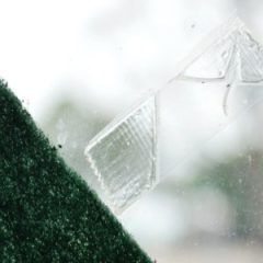 Effective Way to Clean Dirty Edges of Carpet - Guide by Fantastic